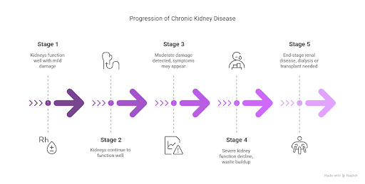 kidney function step by step